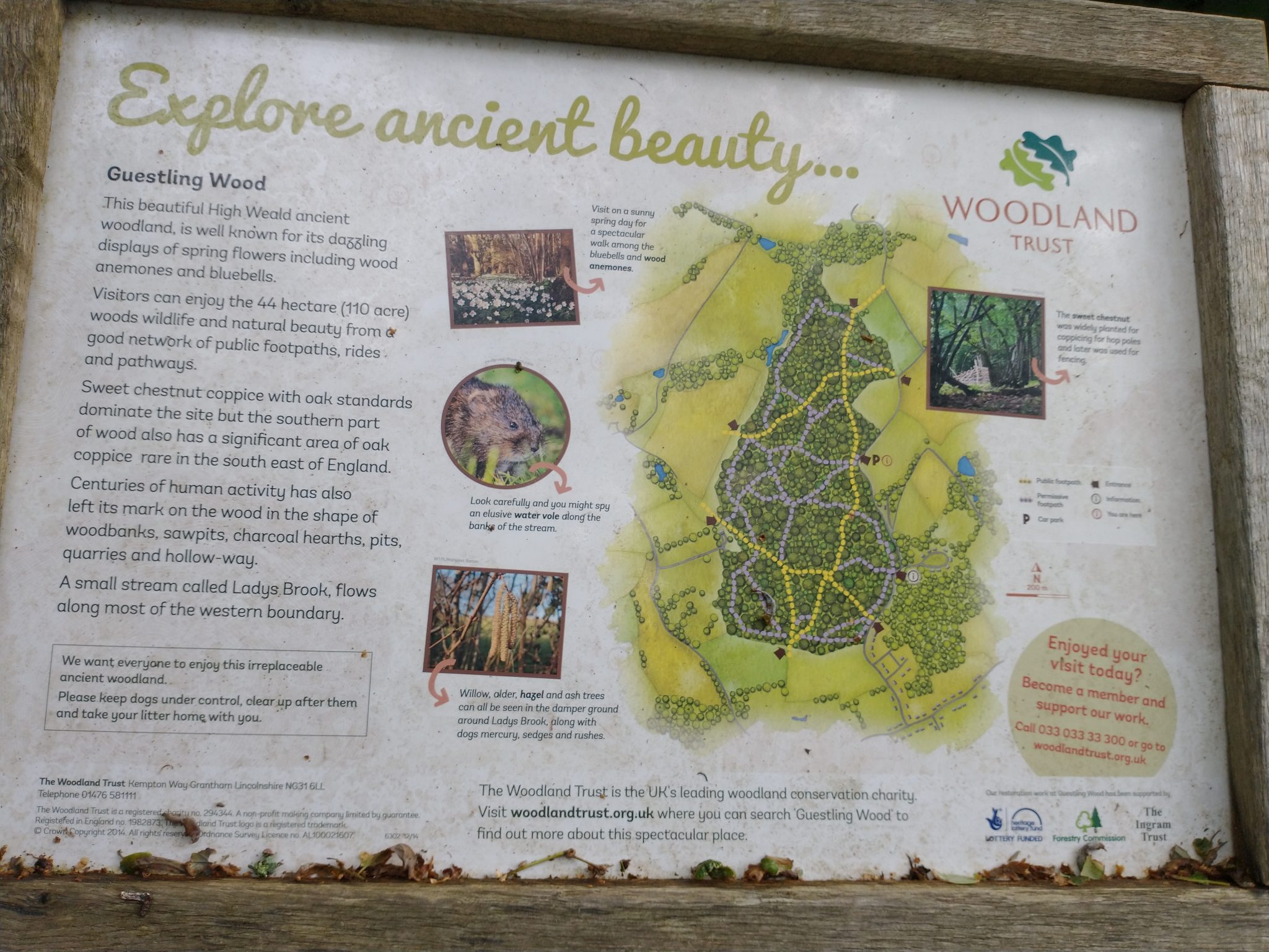 Flowering in Guestling Wood and Pett Sussex in July - Photographing ...