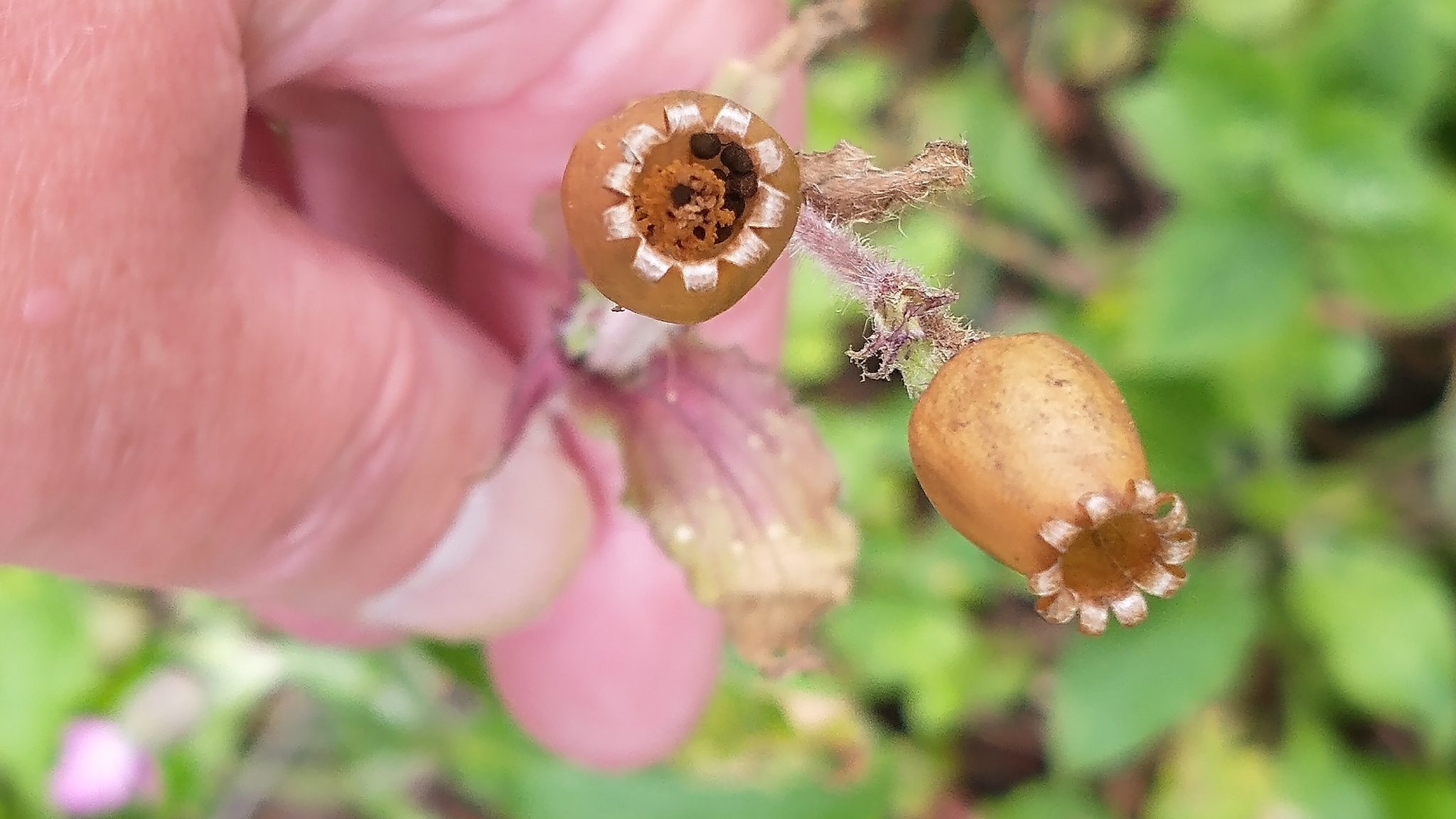 Campion - Silene species - Photographing Wildflowers