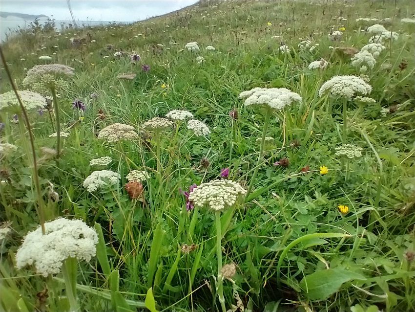 Counting Moon Carrot on Seaford Head in August - Photographing Wildflowers