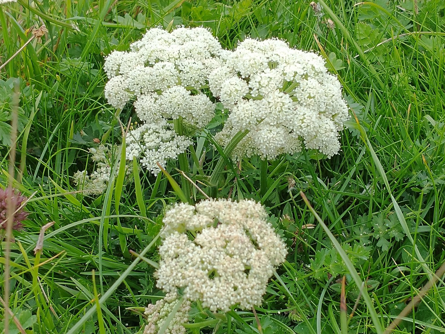 Moon carrot - Seseli libanotis - Photographing Wildflowers