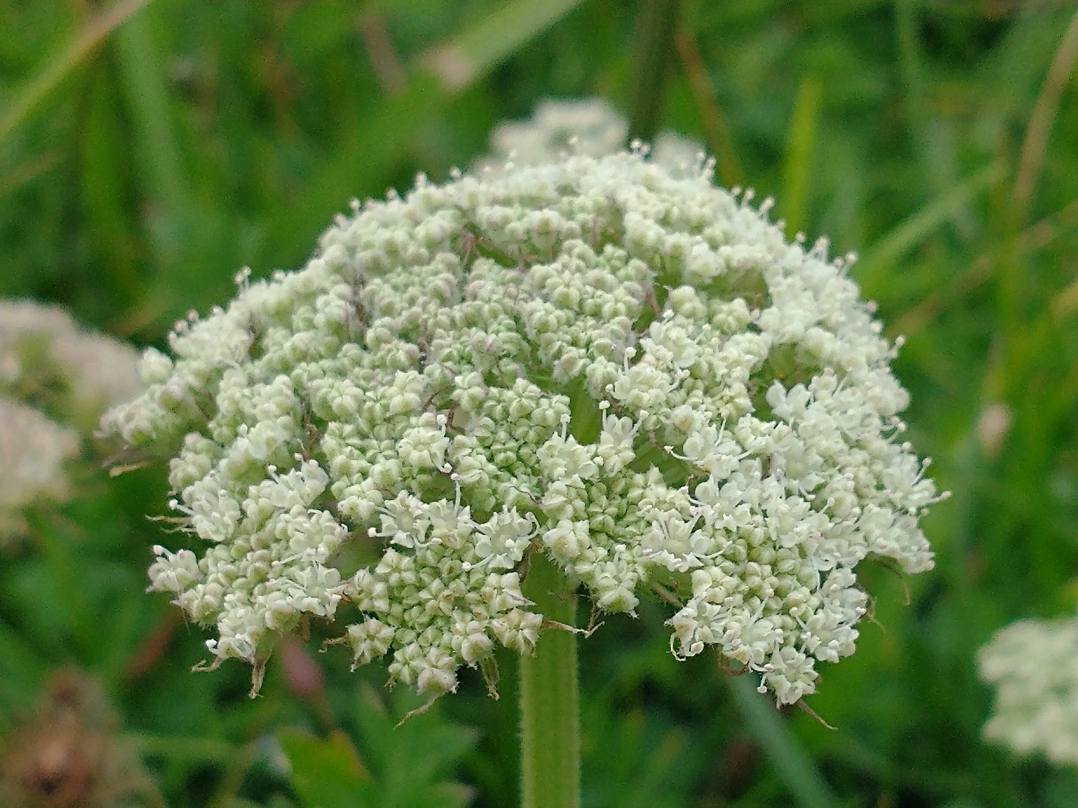 Counting Moon Carrot on Seaford Head in August - Photographing Wildflowers