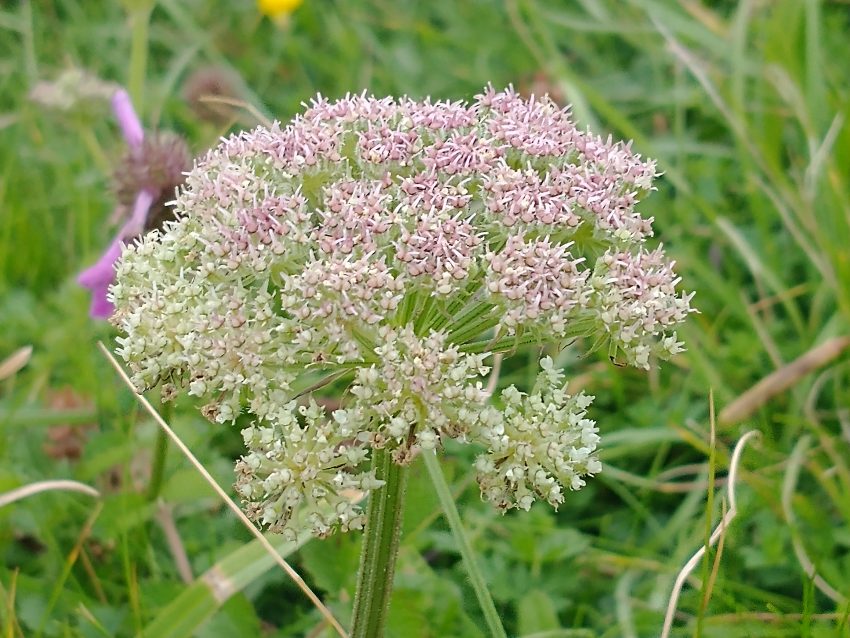 Moon carrot - Seseli libanotis - Photographing Wildflowers
