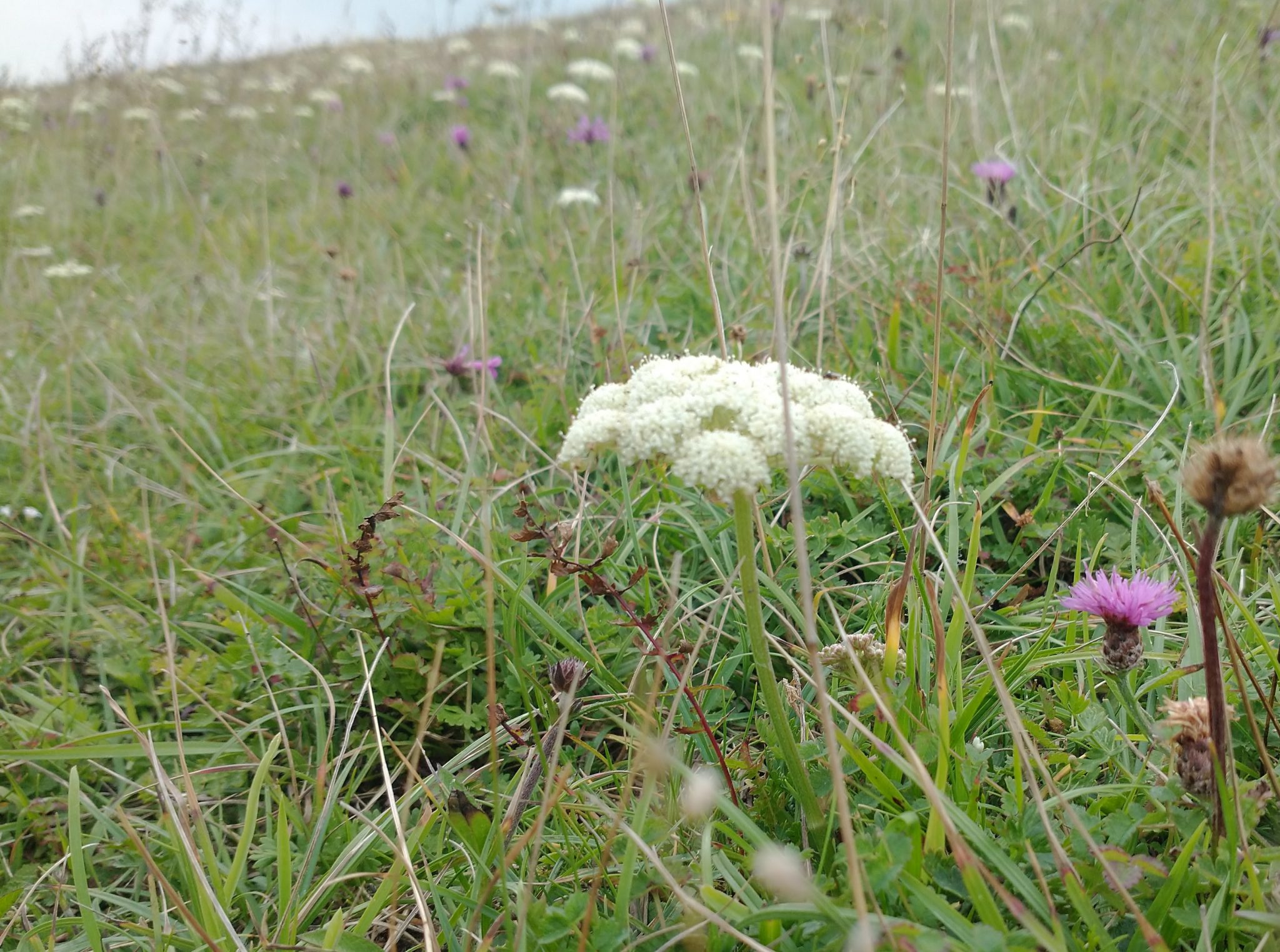 Moon carrot - Seseli libanotis - Photographing Wildflowers