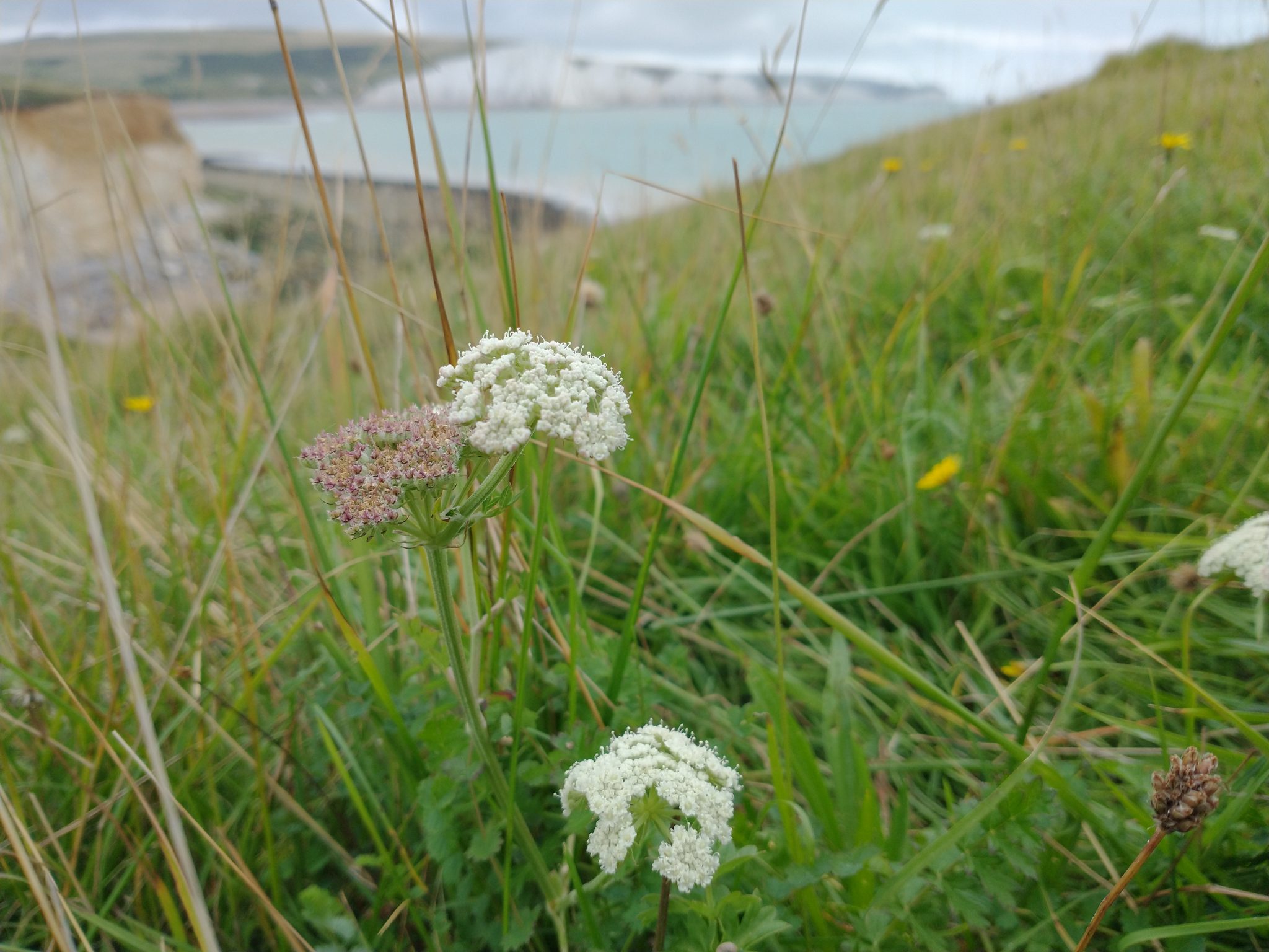 Counting Moon Carrot on Seaford Head in August - Photographing Wildflowers