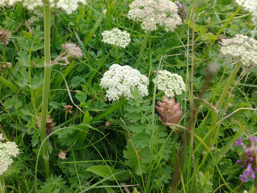 Moon carrot - Seseli libanotis - Photographing Wildflowers
