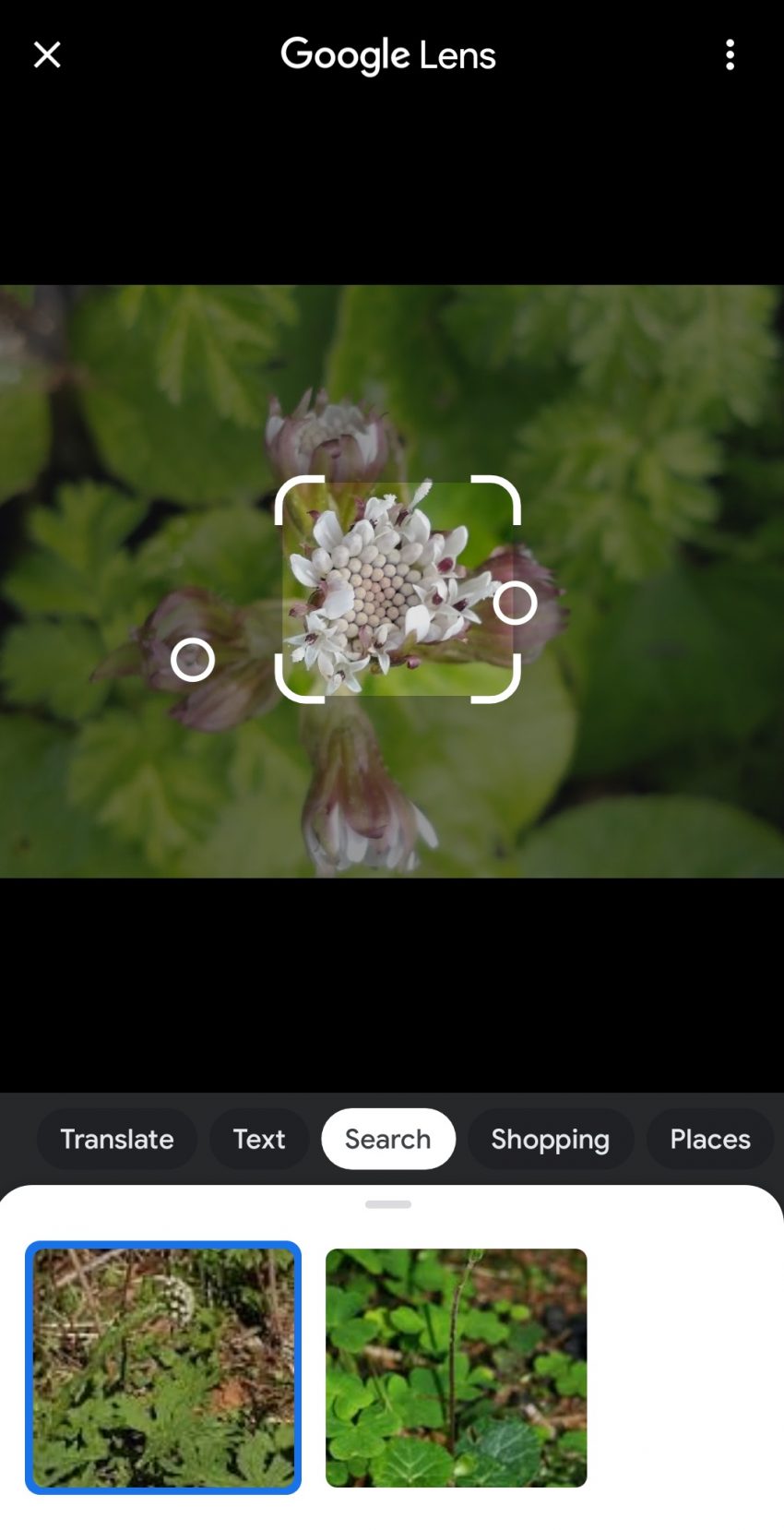 Online resources – wild plant ID | Photographing Wildflowers