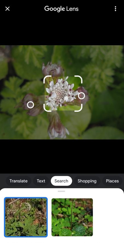 Online resources - wild plant ID - Photographing Wildflowers