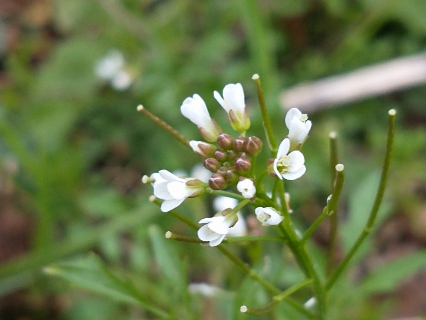 Early April woodland flowers in West Sussex