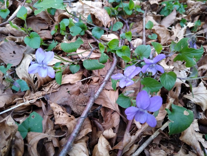 Early April woodland flowers in West Sussex