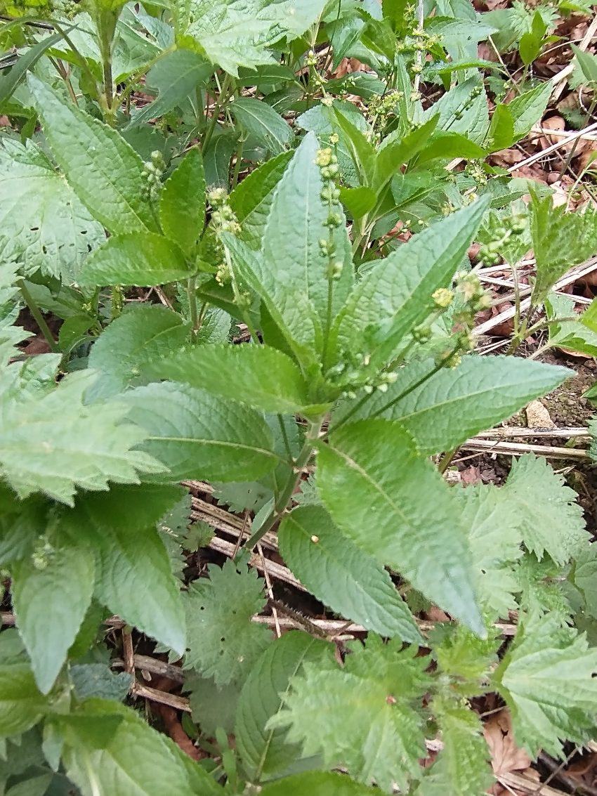 Early April woodland flowers in West Sussex