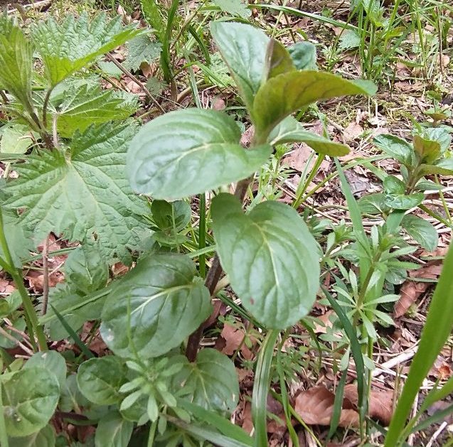 Early April woodland flowers in West Sussex