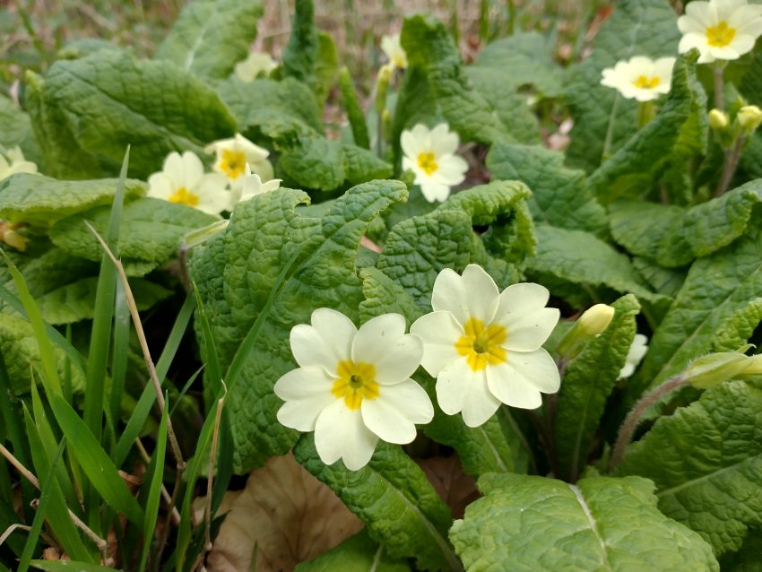 Early April woodland flowers in West Sussex