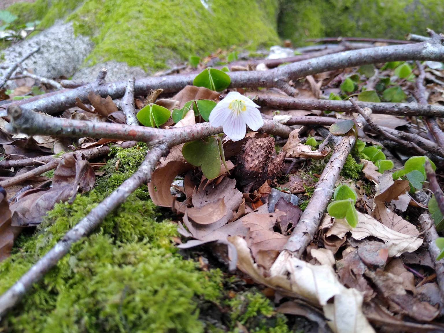 Wood-sorrel – Oxalis species | Photographing Wildflowers