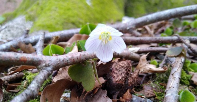 Wood-sorrel - Oxalis species - Photographing Wildflowers