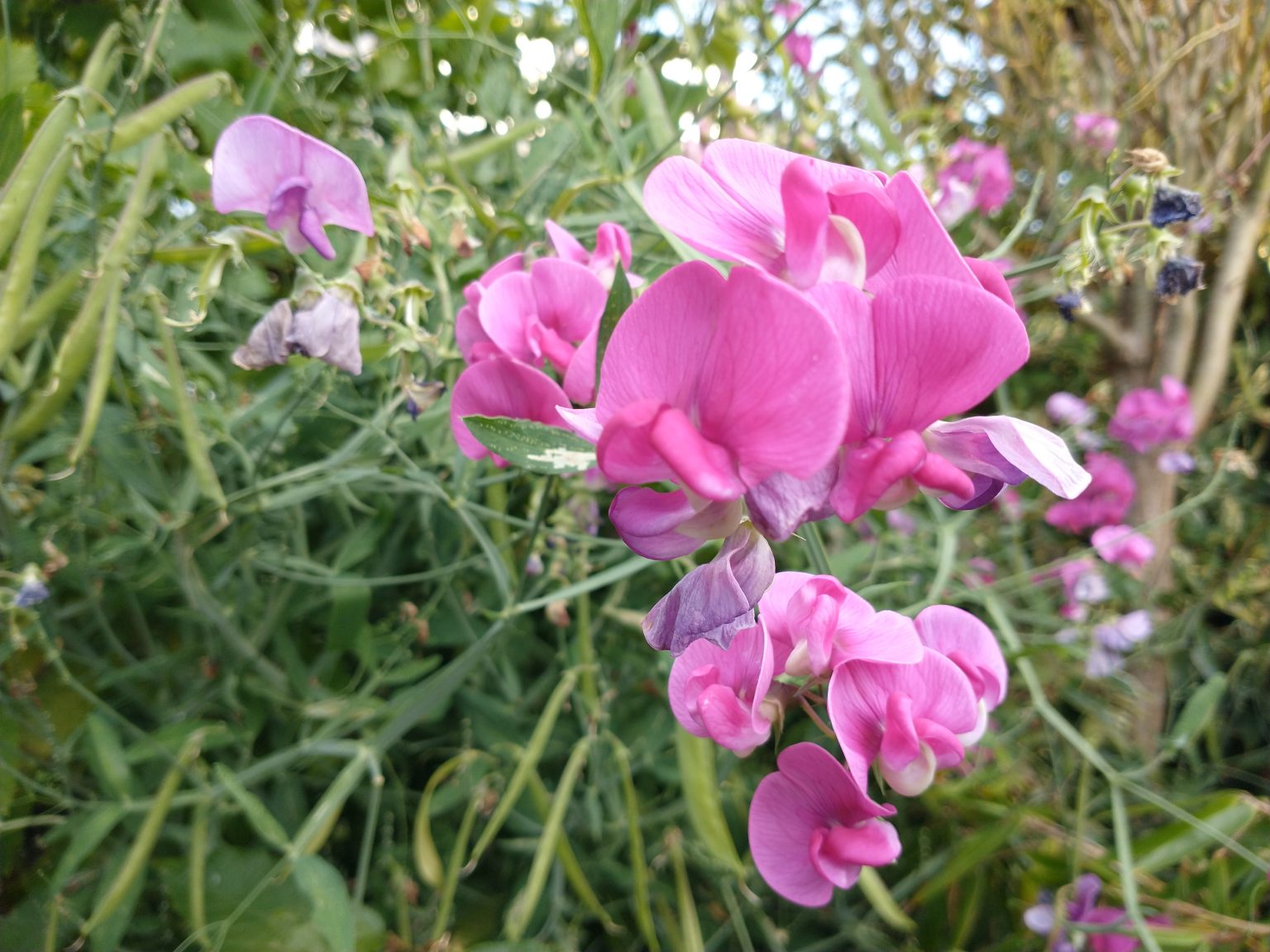 Vetch Vetchlings and Peas - Photographing Wildflowers