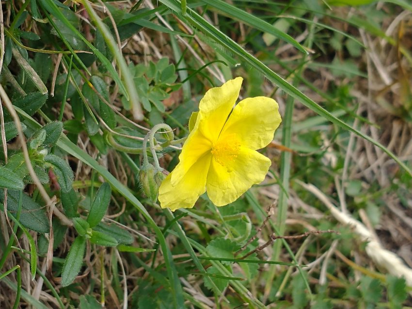 Flora of Cheddar Gorge in May - Photographing Wildflowers