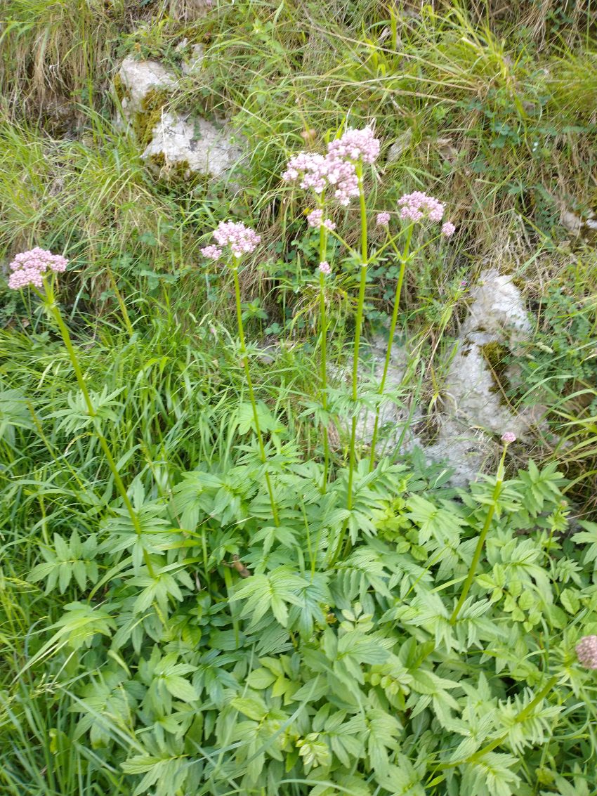 Flora of Cheddar Gorge in May - Photographing Wildflowers
