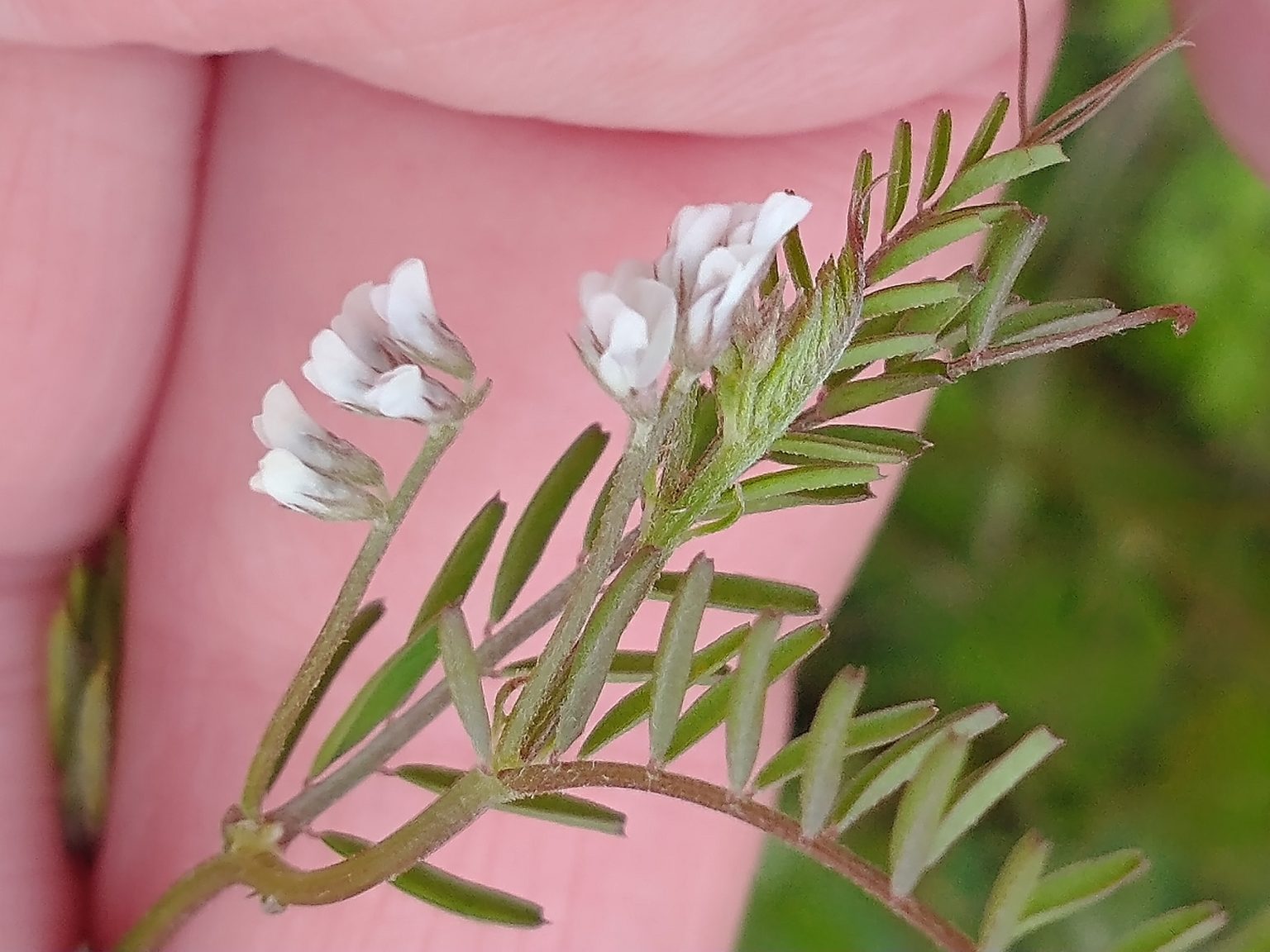 Vetch Vetchlings and Peas - Photographing Wildflowers