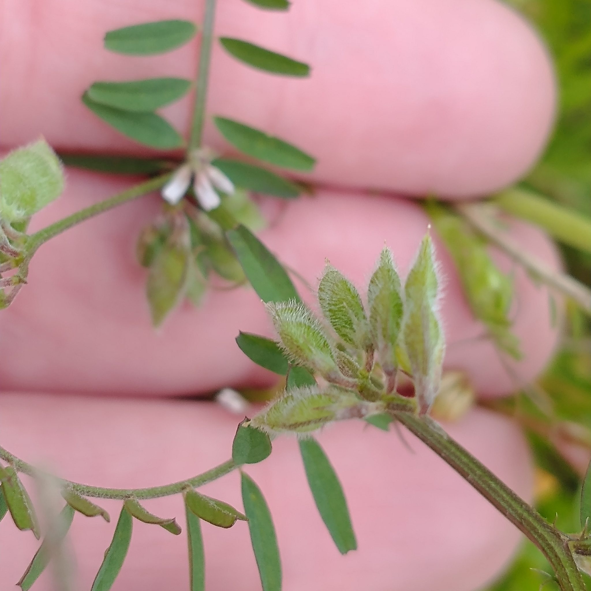 Vetch Vetchlings and Peas | Photographing Wildflowers