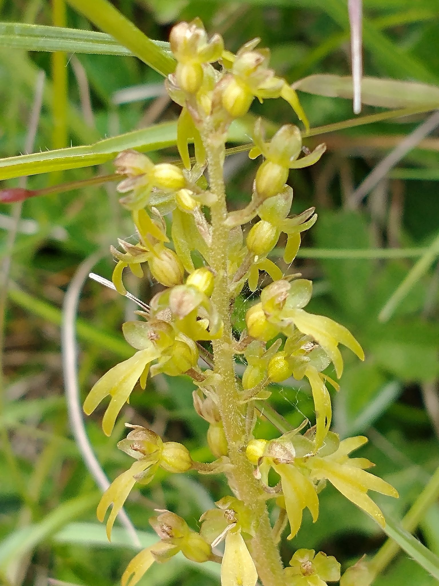 Twayblade orchids - Neottia - Photographing Wildflowers