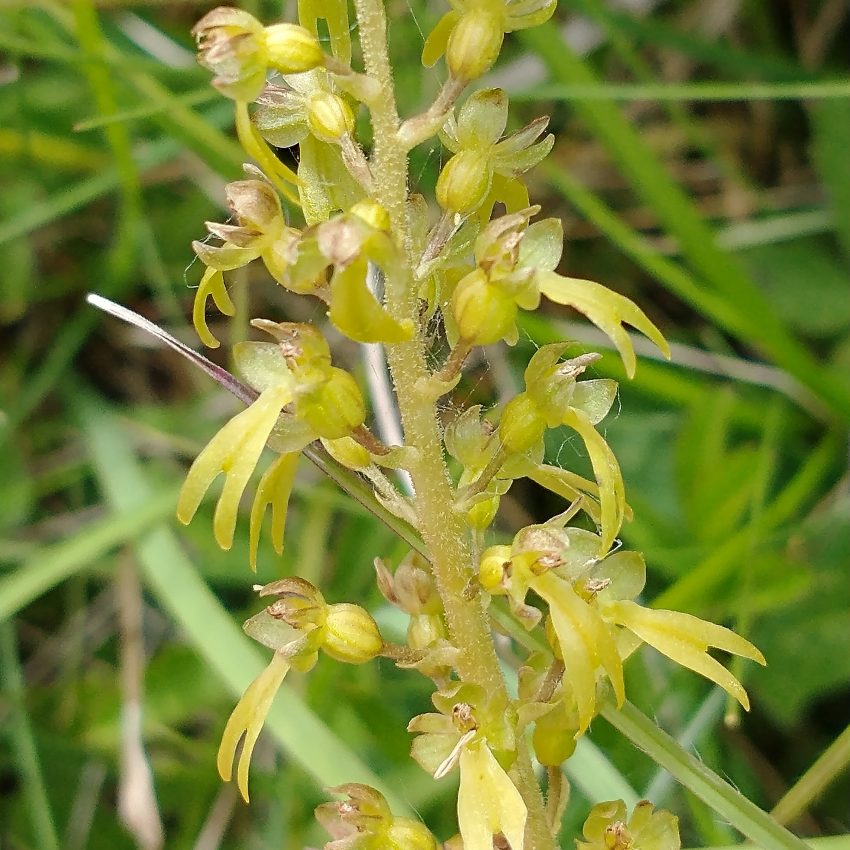 Twayblade orchids - Neottia - Photographing Wildflowers
