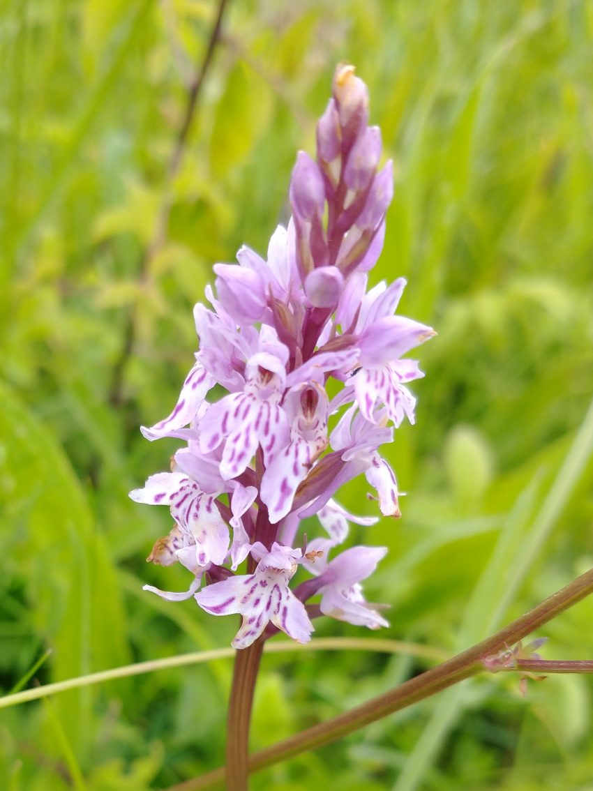 Dactylorhiza species - Marsh and Spotted Orchids - Photographing ...