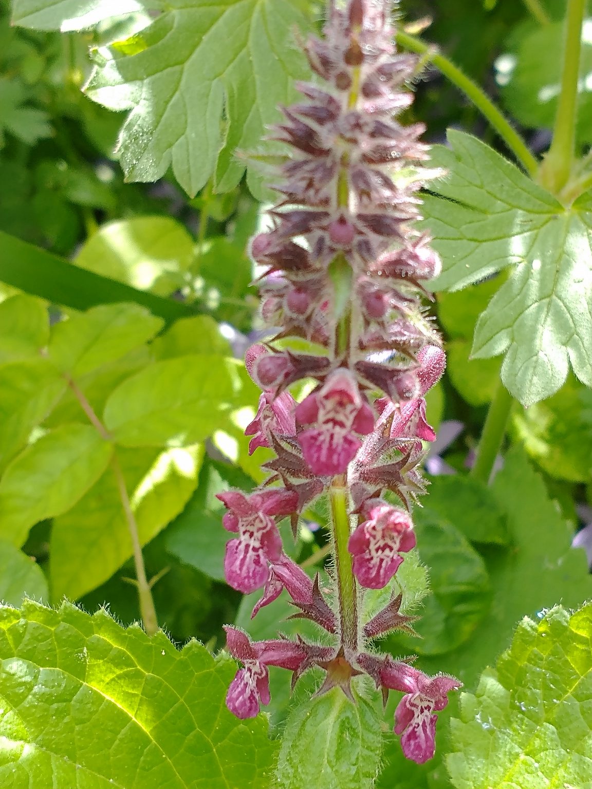Woundwort – Hedgenettle – Stachys – UK wildflowers