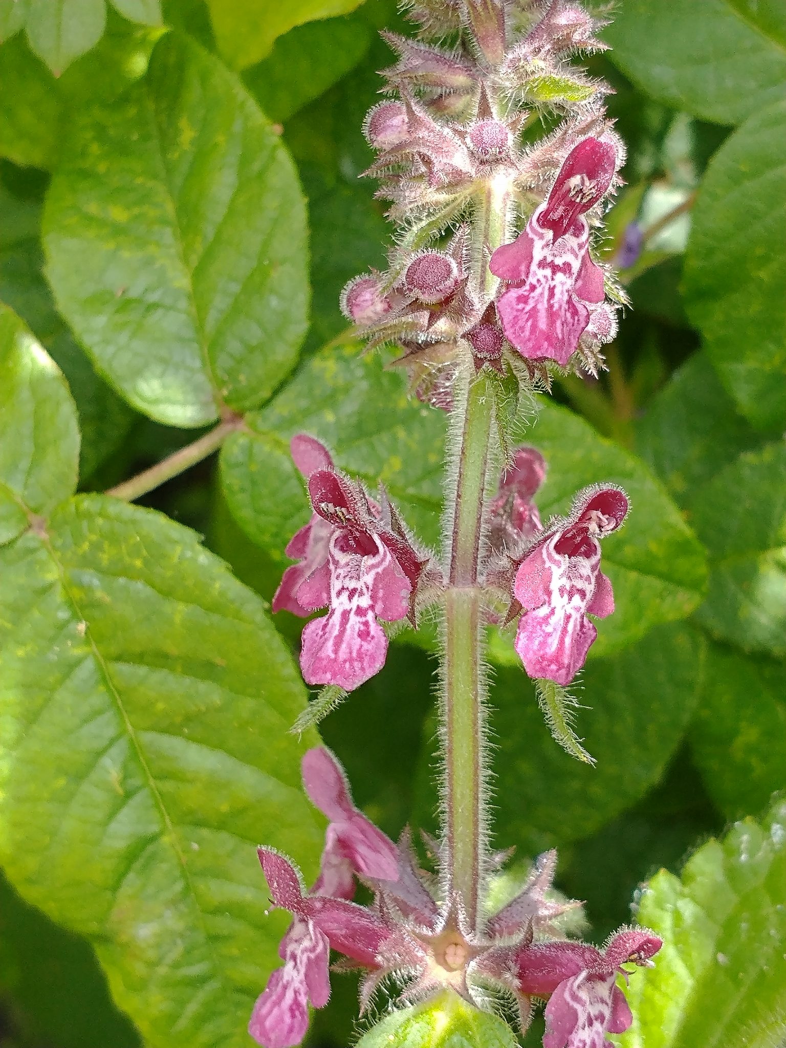 Woundwort – Hedgenettle – Stachys – UK wildflowers