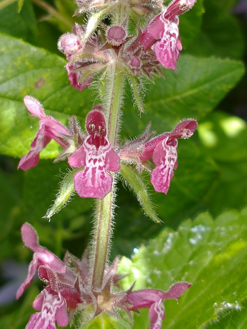 Woundwort – Hedgenettle – Stachys – UK wildflowers