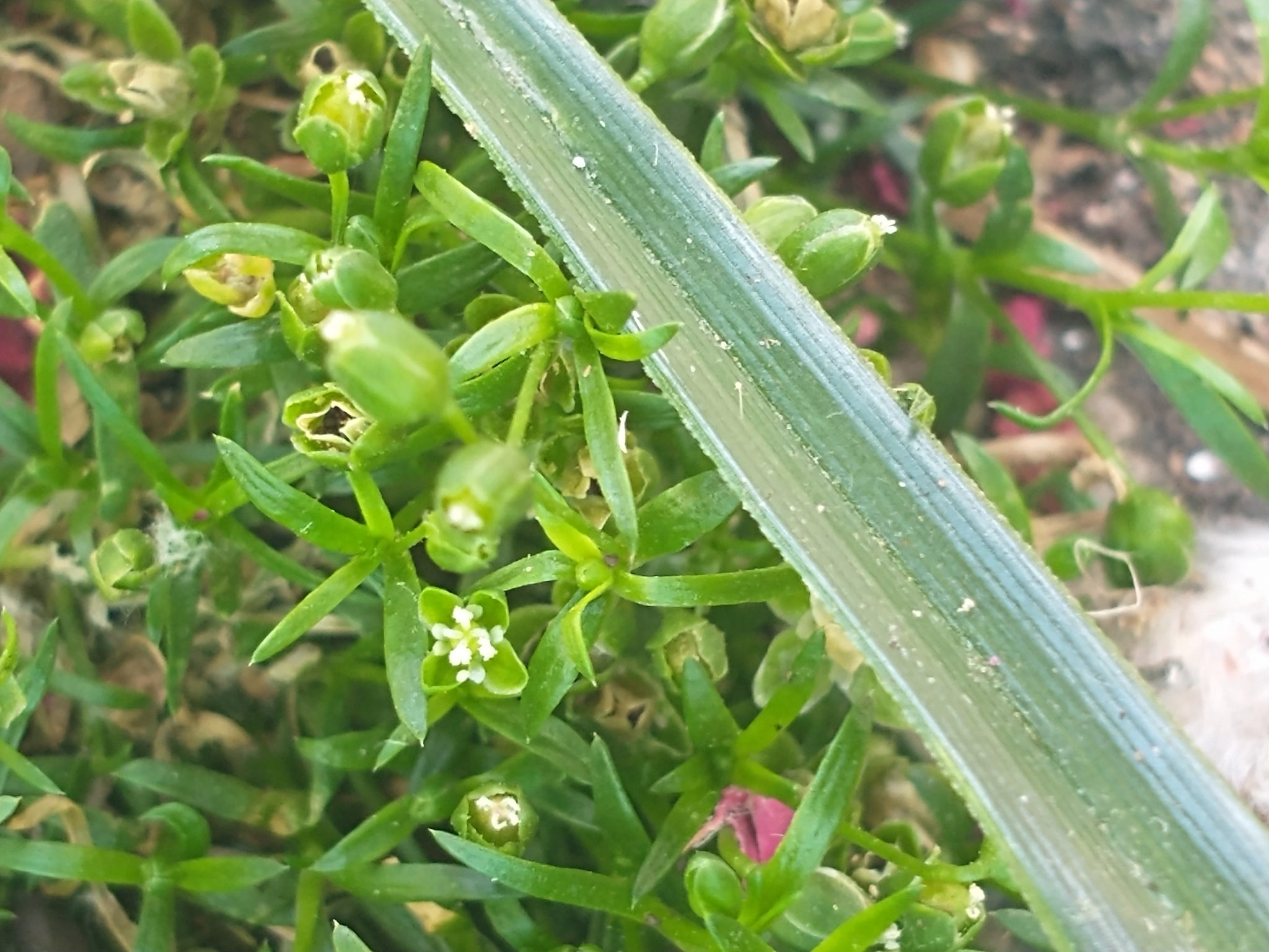 Pearlwort - Sagina species - Photographing Wildflowers