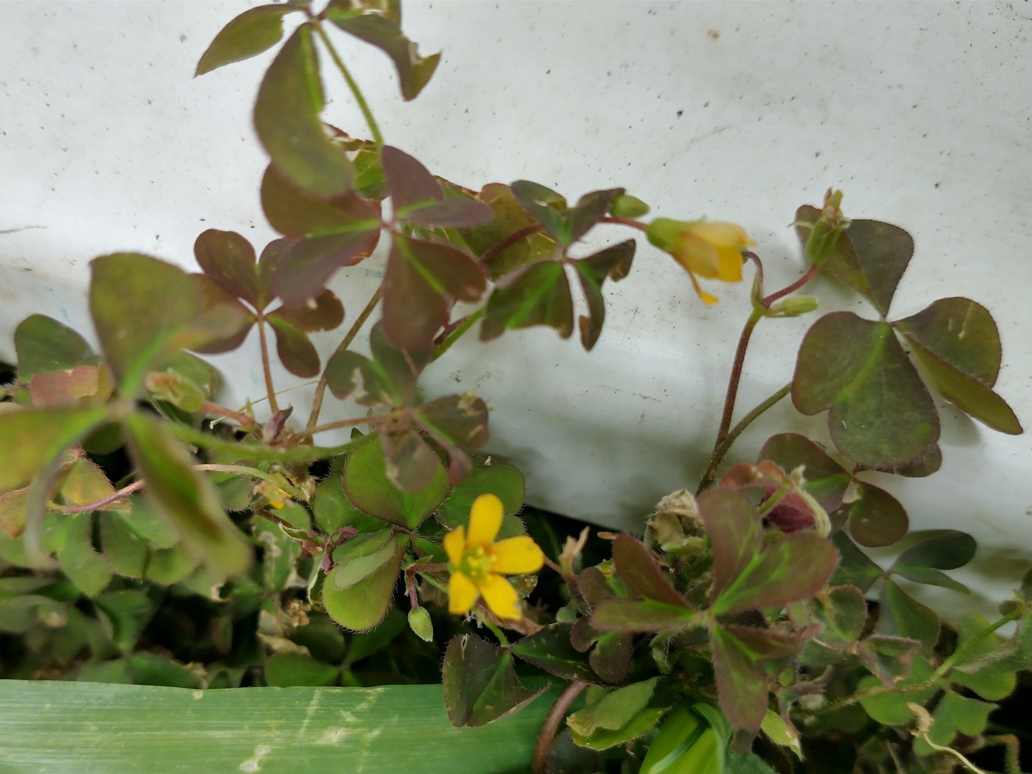 Wood-sorrel – Oxalis species | Photographing Wildflowers