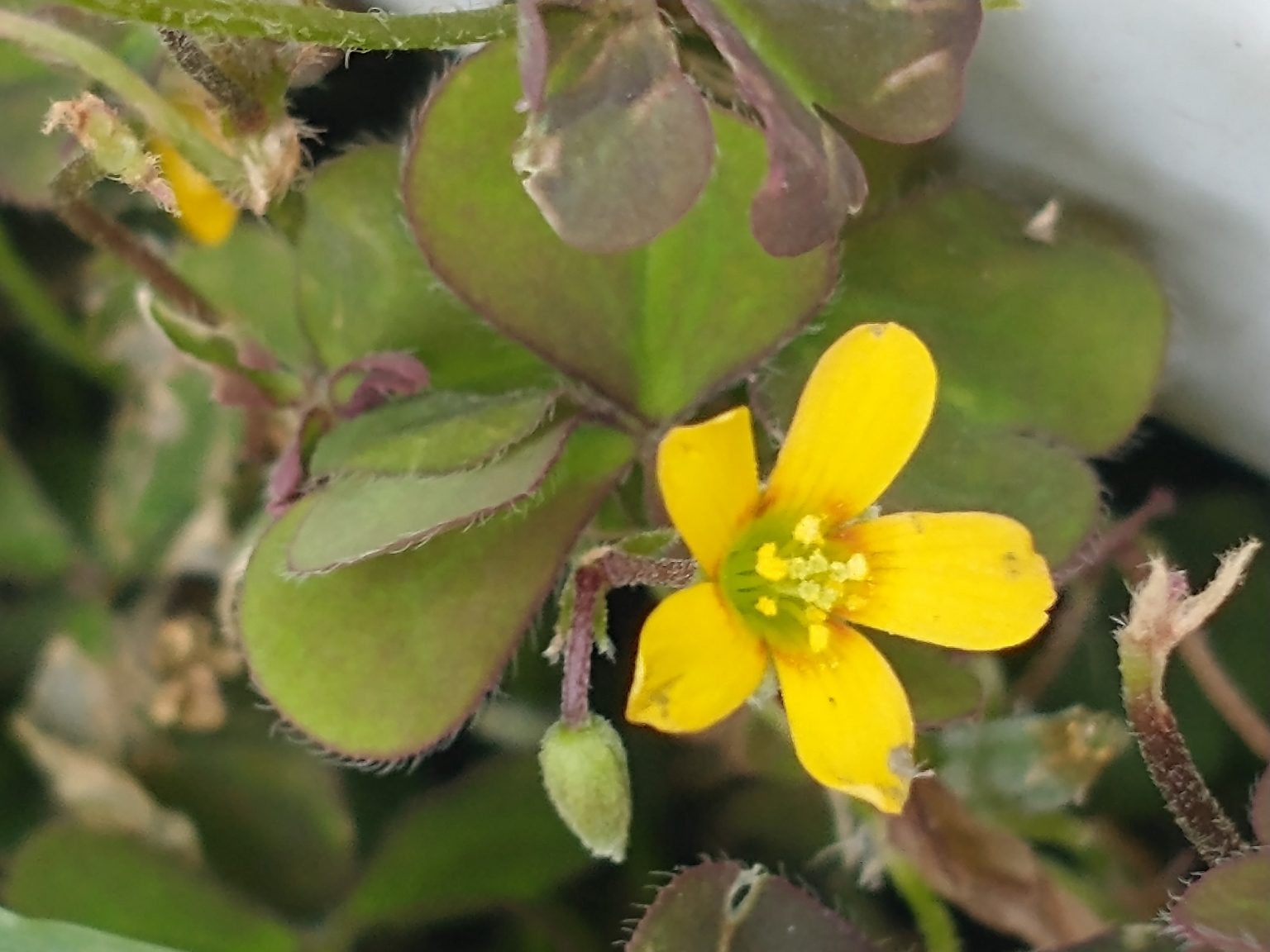 Wood-sorrel – Oxalis species | Photographing Wildflowers