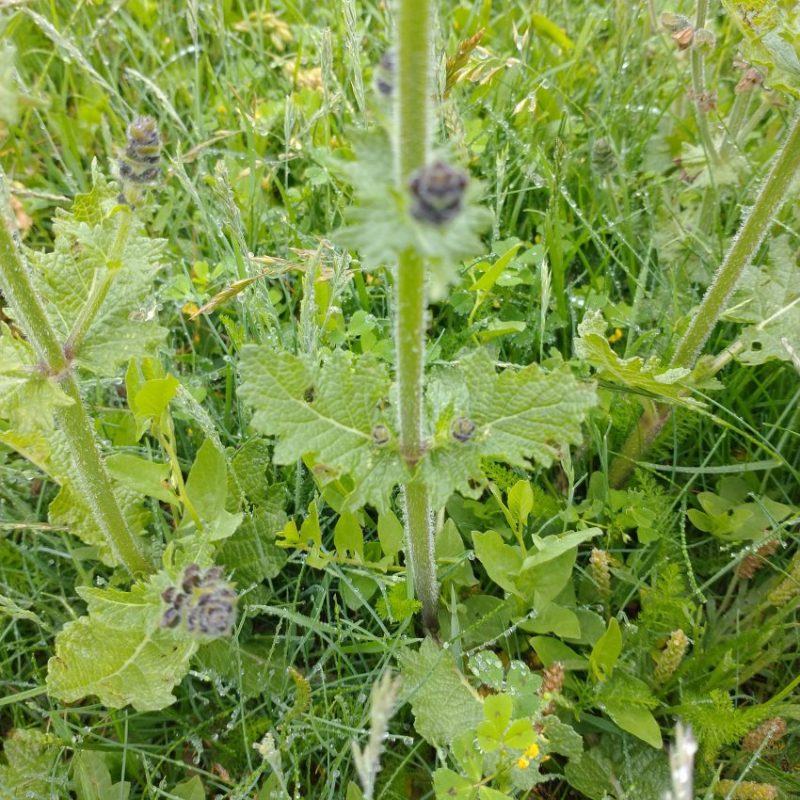 Clary – Salvia | Photographing Wildflowers