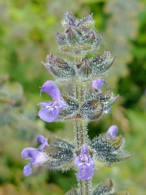 Clary - Salvia - Photographing Wildflowers