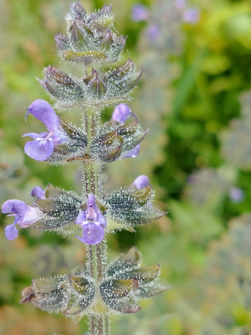 Clary - Salvia - Photographing Wildflowers