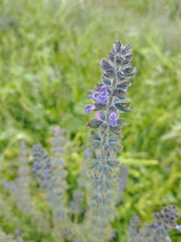 Clary – Salvia | Photographing Wildflowers