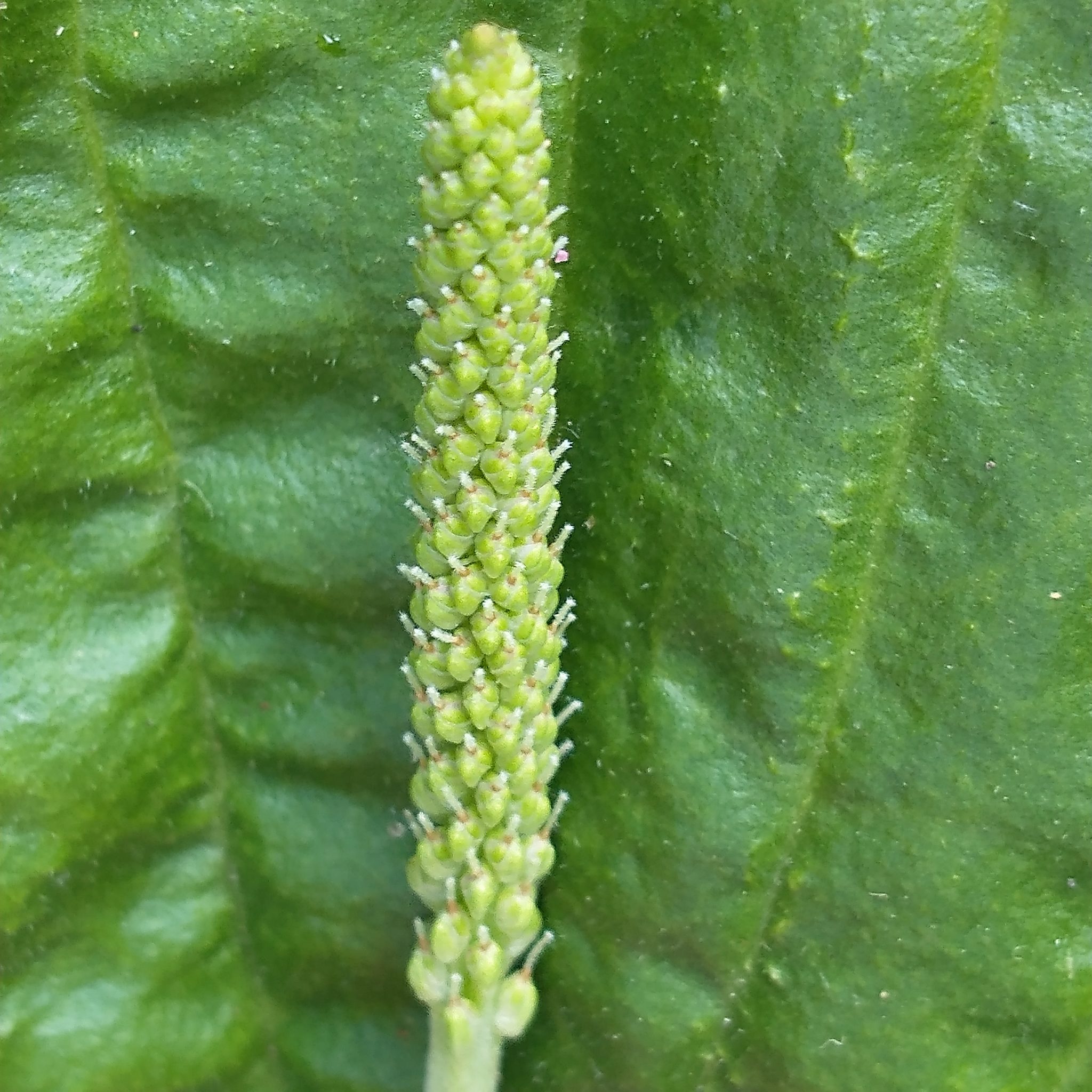 Plantains - Plantago species - Photographing Wildflowers