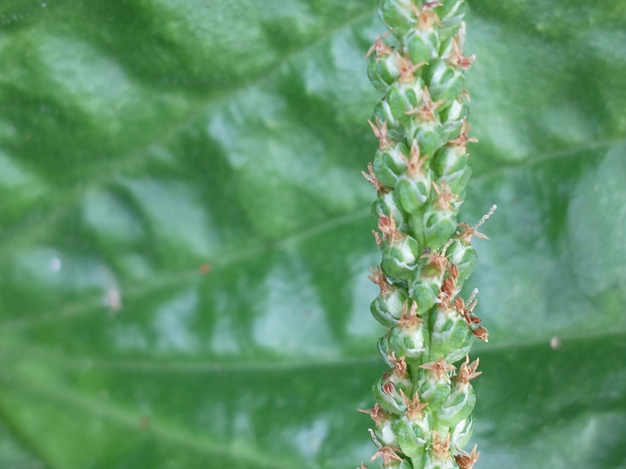 Plantains - Plantago species - Photographing Wildflowers