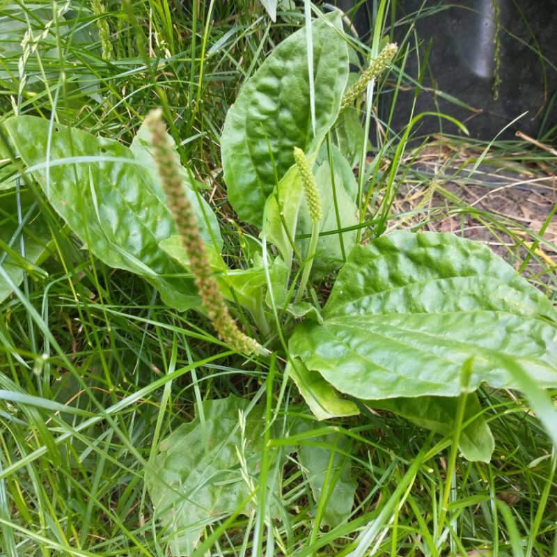 Plantains - Plantago species - Photographing Wildflowers