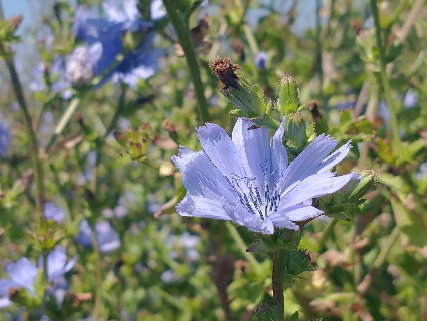 Chicory - Cichorium intybus - Photographing Wildflowers