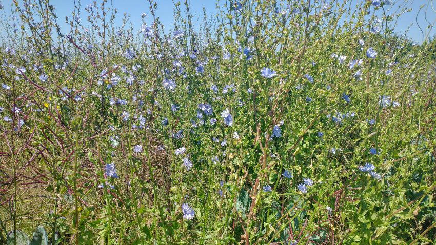 Chicory - Cichorium intybus - Photographing Wildflowers