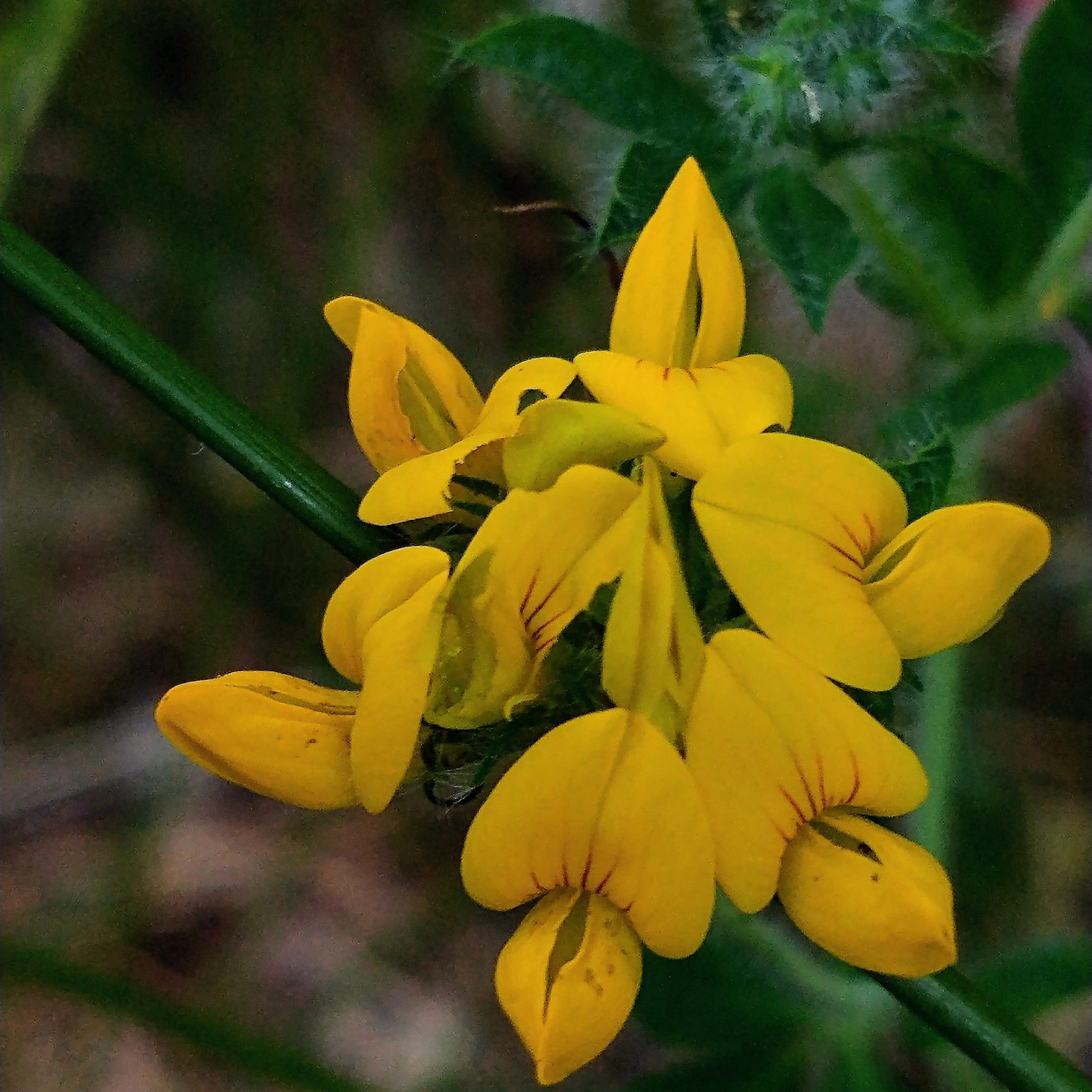 Bird's Foot Trefoil - Lotus - Photographing Wildflowers
