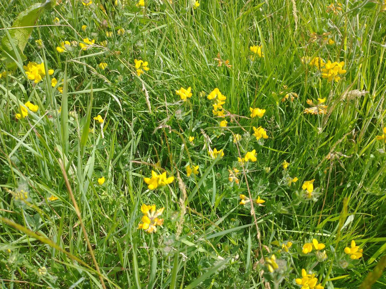 Bird's Foot Trefoil - Lotus - Photographing Wildflowers