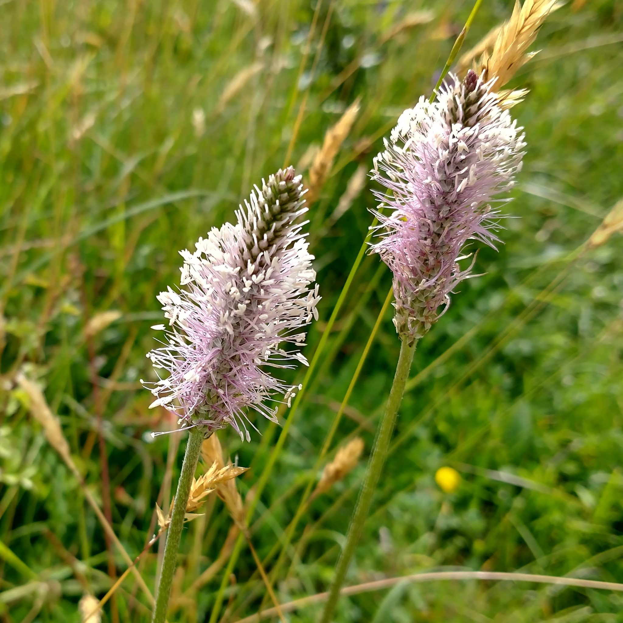 Plantains - Plantago species - Photographing Wildflowers