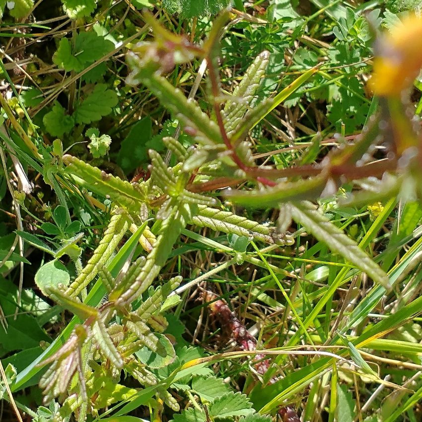 Yellow rattle - Rhinanthus - Photographing Wildflowers