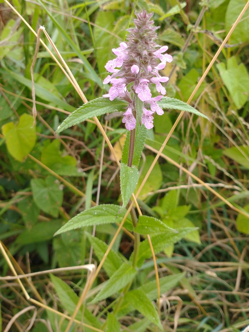 Woundwort – Hedgenettle – Stachys – UK wildflowers