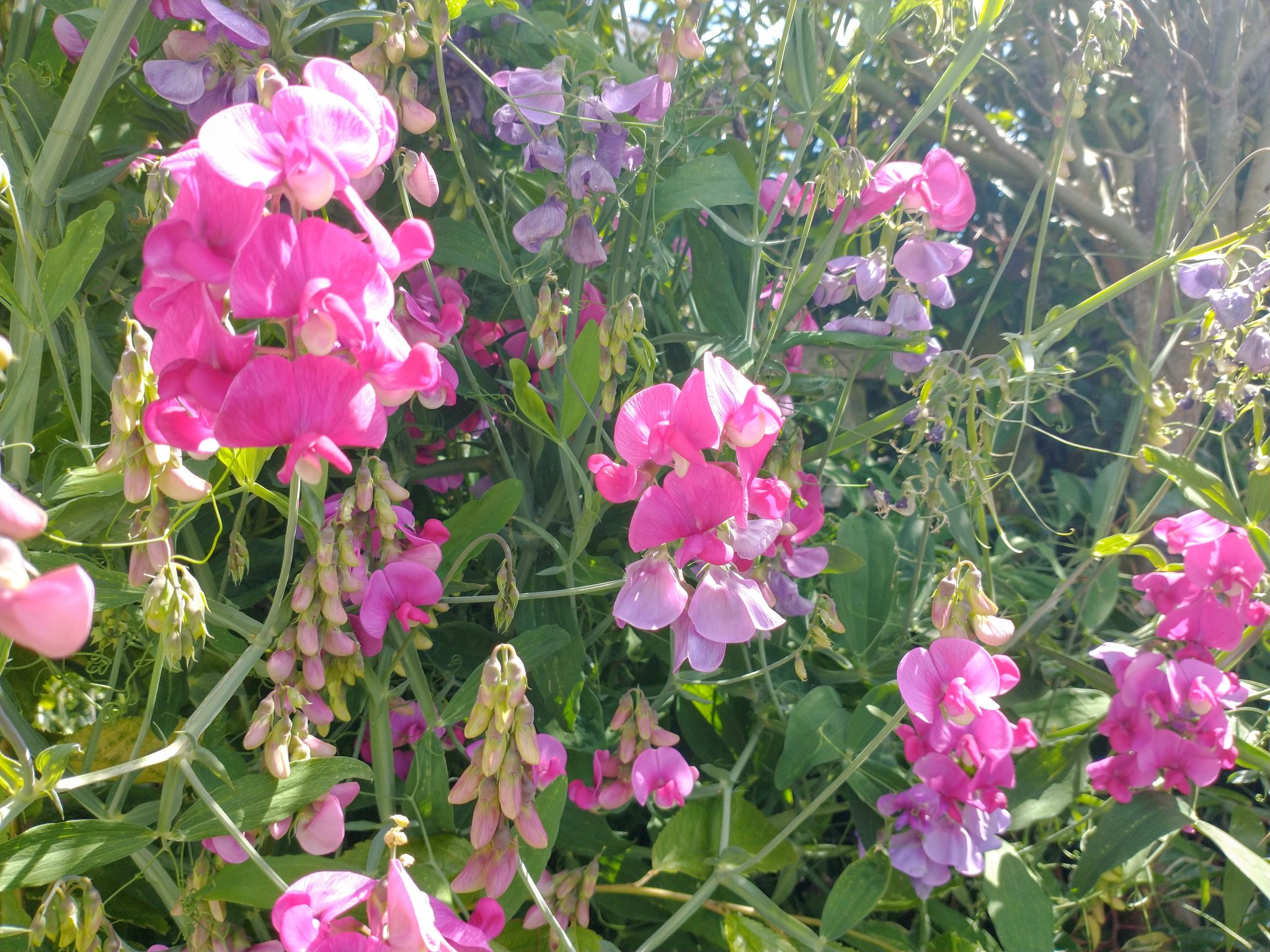 Vetch Vetchlings and Peas - Photographing Wildflowers