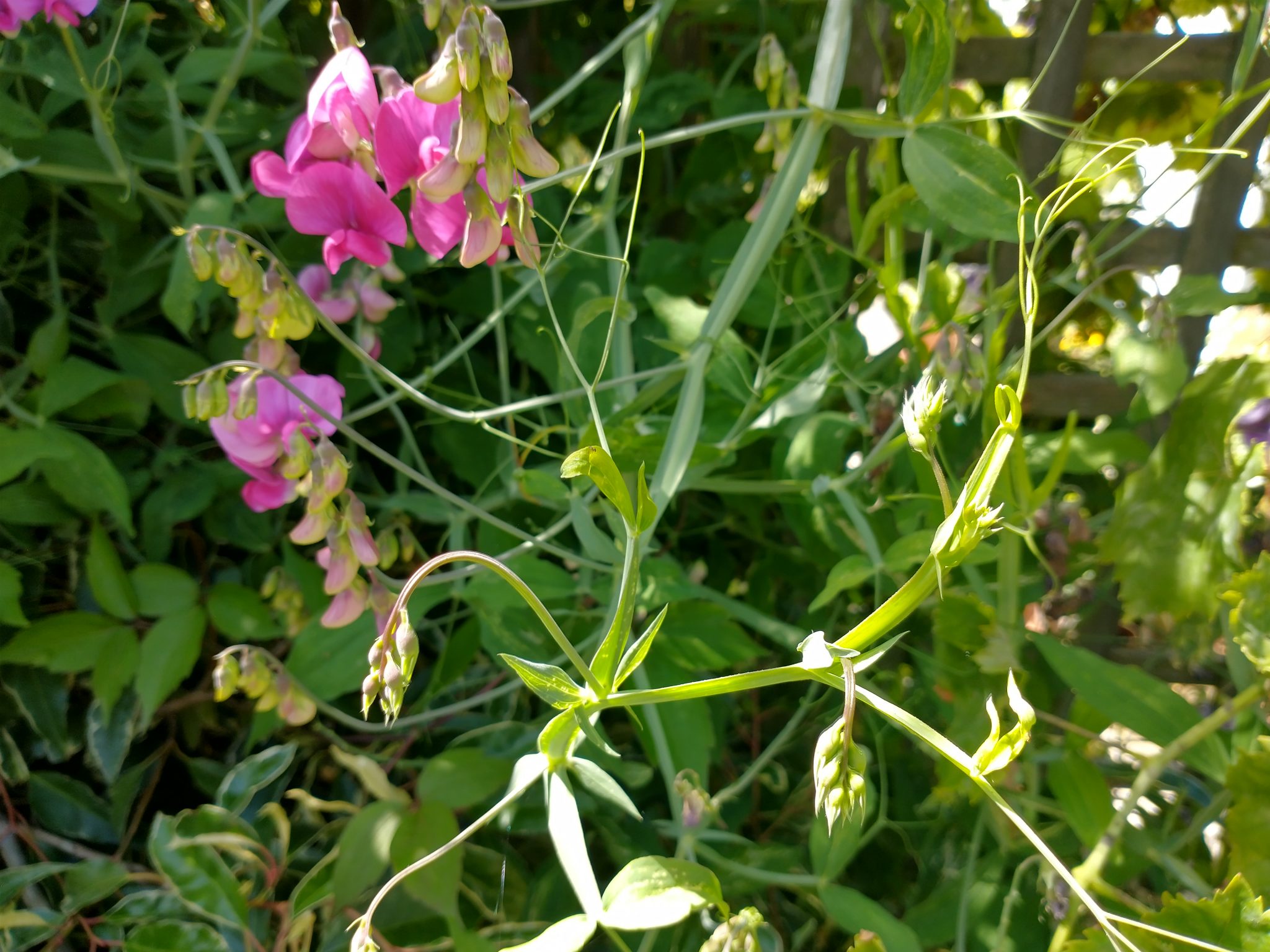 Vetch Vetchlings and Peas - Photographing Wildflowers