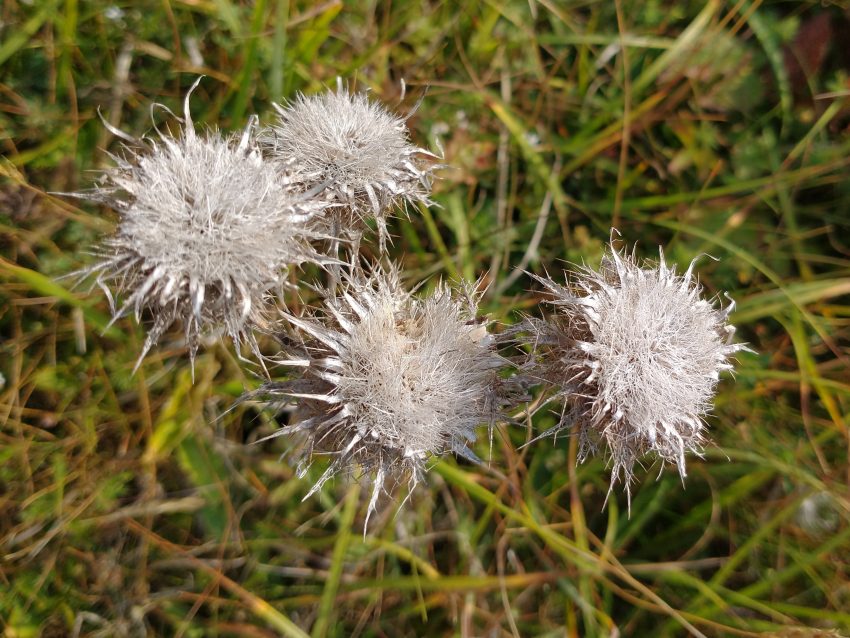 Carline thistle - Carlina vulgaris - Photographing Wildflowers