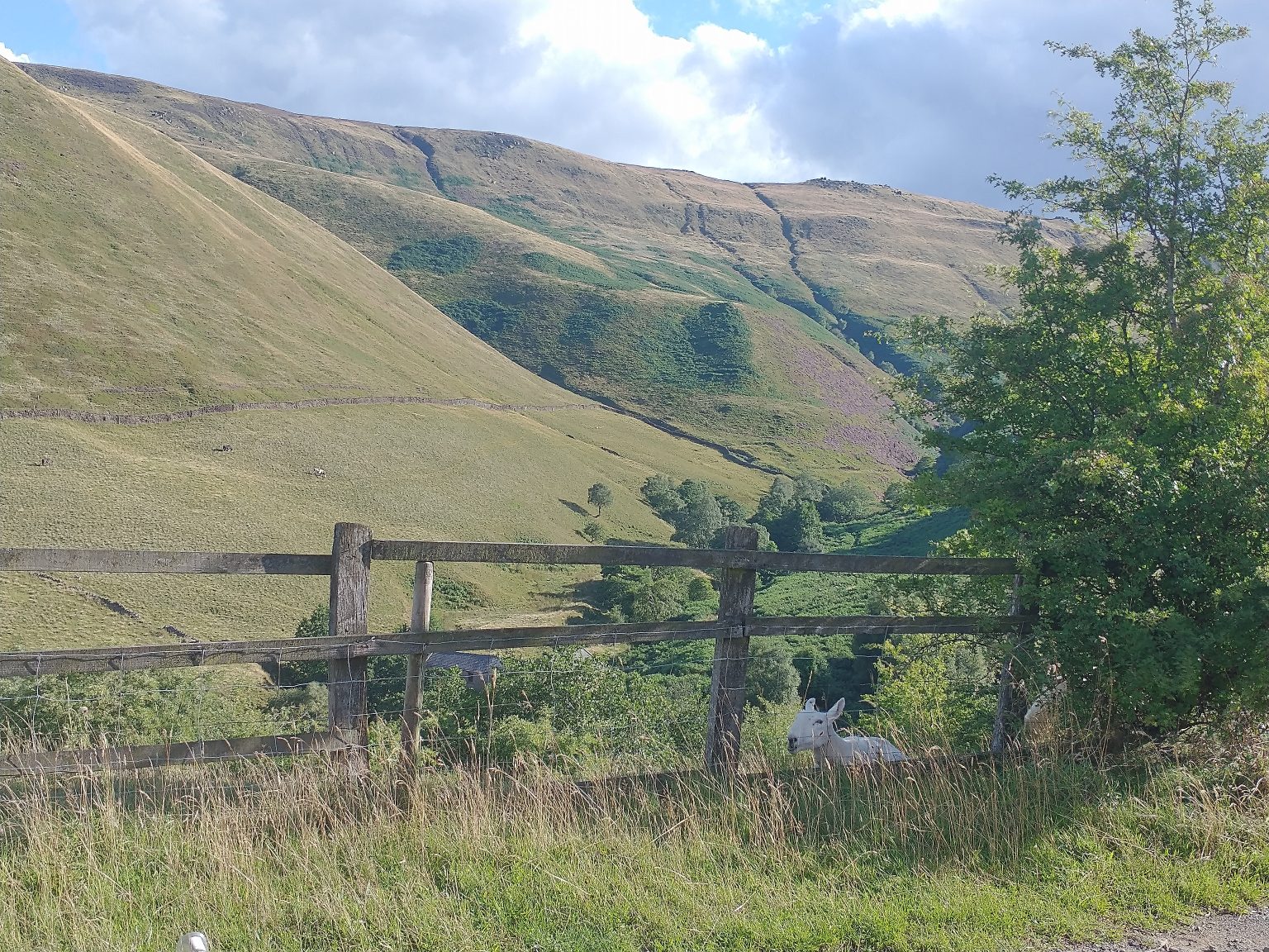 August wildflowers near Hayfield in the Peak District - Photographing ...